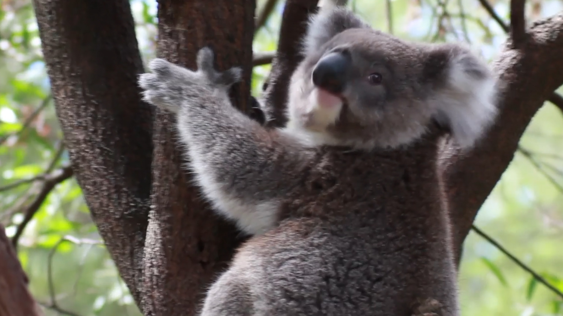 Cute Koala Orphan Frolics with Gamekeeper - Videos from The Weather Channel